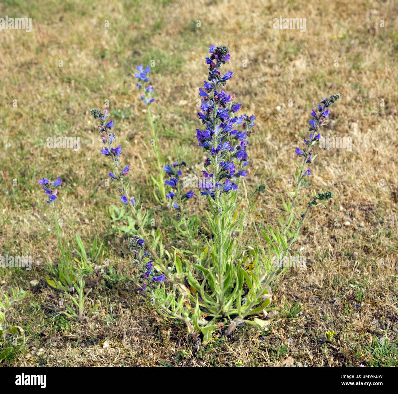 Echium plantagineum Purple Vipers Bugloss Suffolk Sandlings England ...