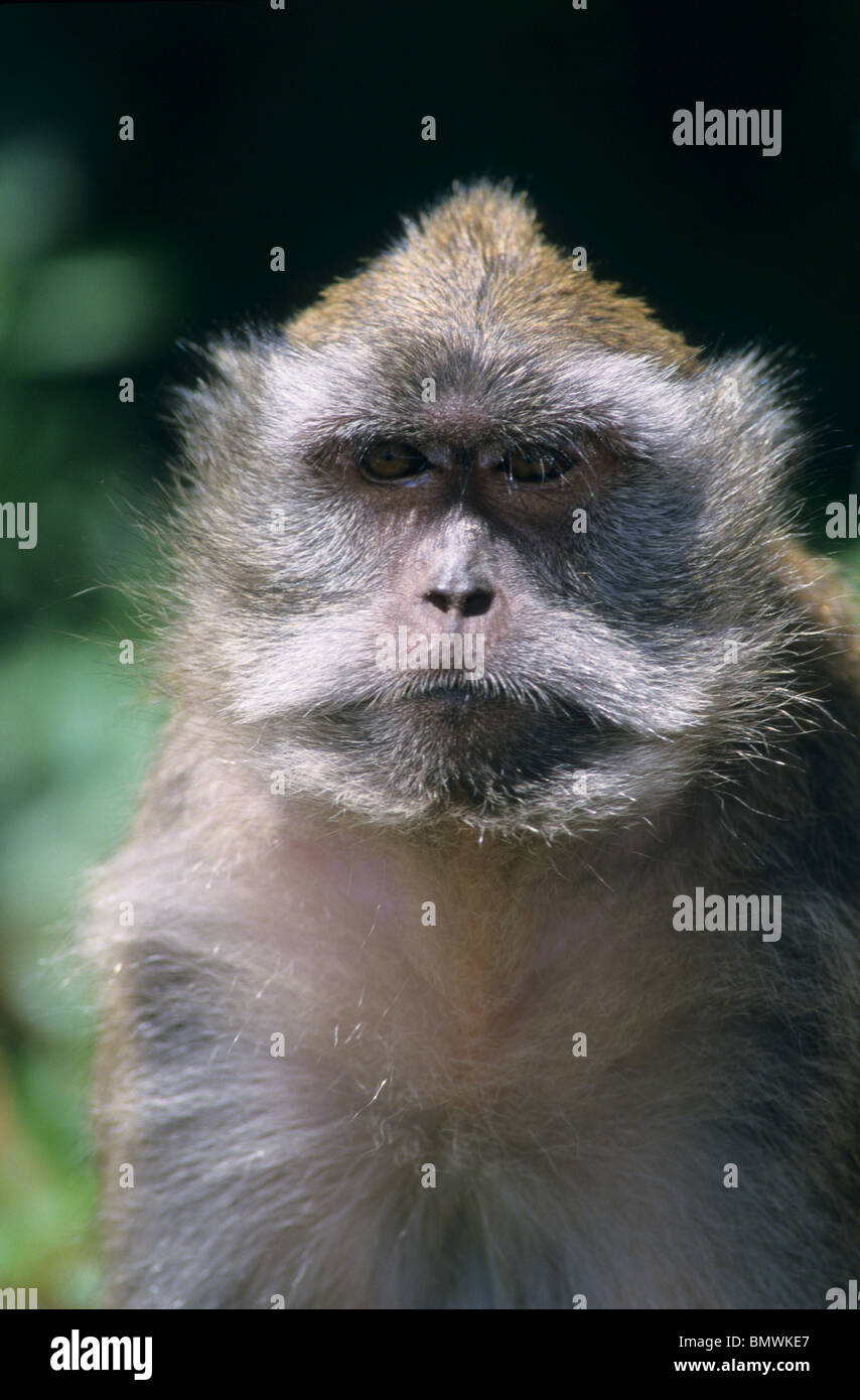 Crabeating macaque (Macaca fascicularis) near sacred Hindu temple ...