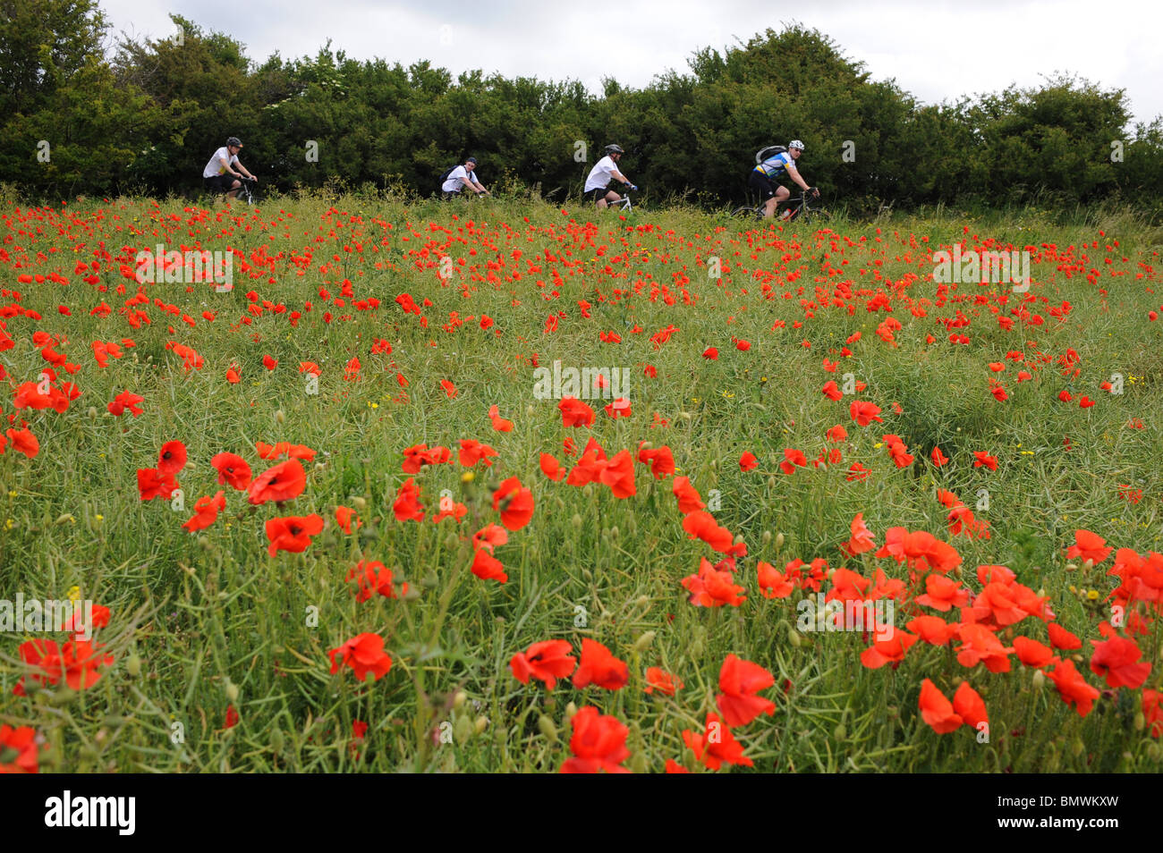 Cyclists pass by a poppy field just north of Brighton East Sussex UK ...
