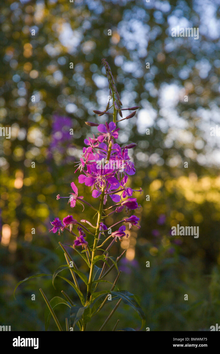 Epilobium fireweed flowering plant Finland northern Europe Stock Photo ...