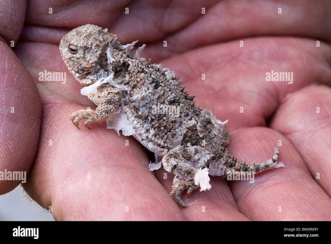 Horned Lizard Stock Photos & Horned Lizard Stock Images - Alamy