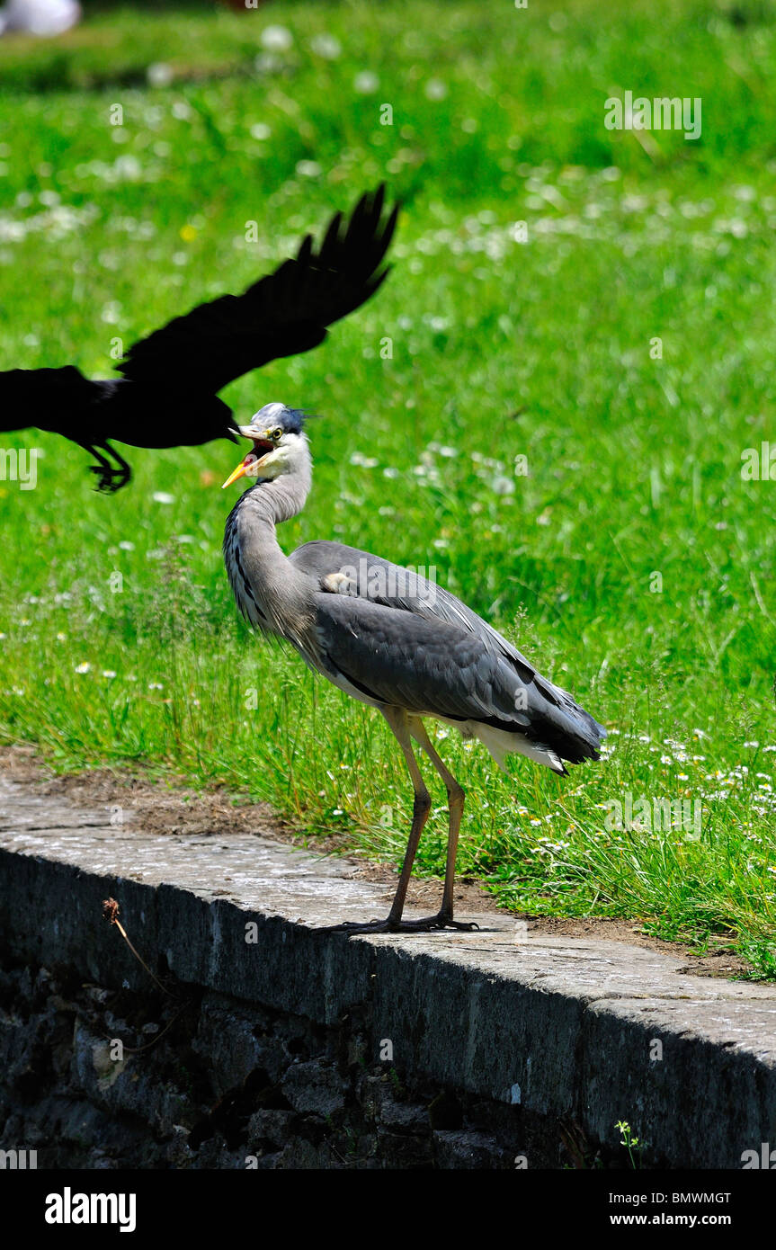 Crow attack hi-res stock photography and images - Alamy