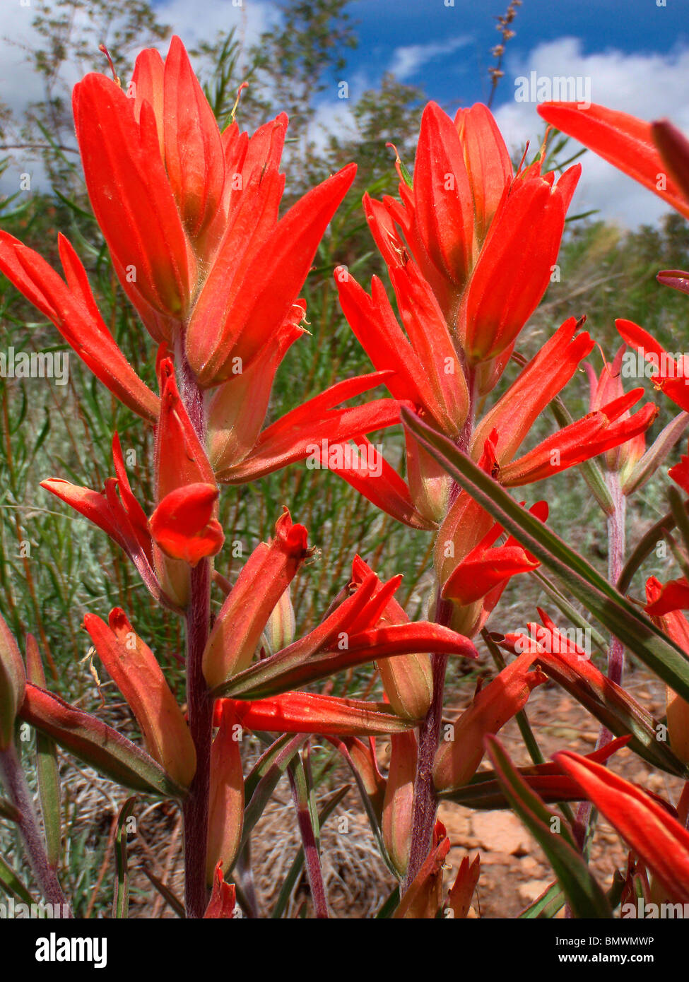 Orange paintbrush castilleja integra hi-res stock photography and ...