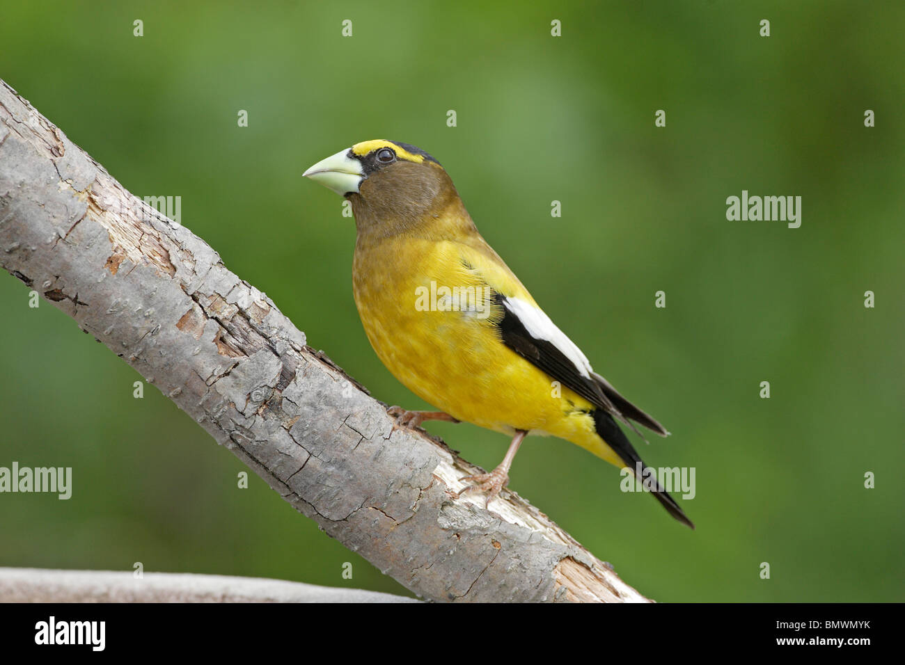 Male Evening Grosbeak Stock Photo - Alamy