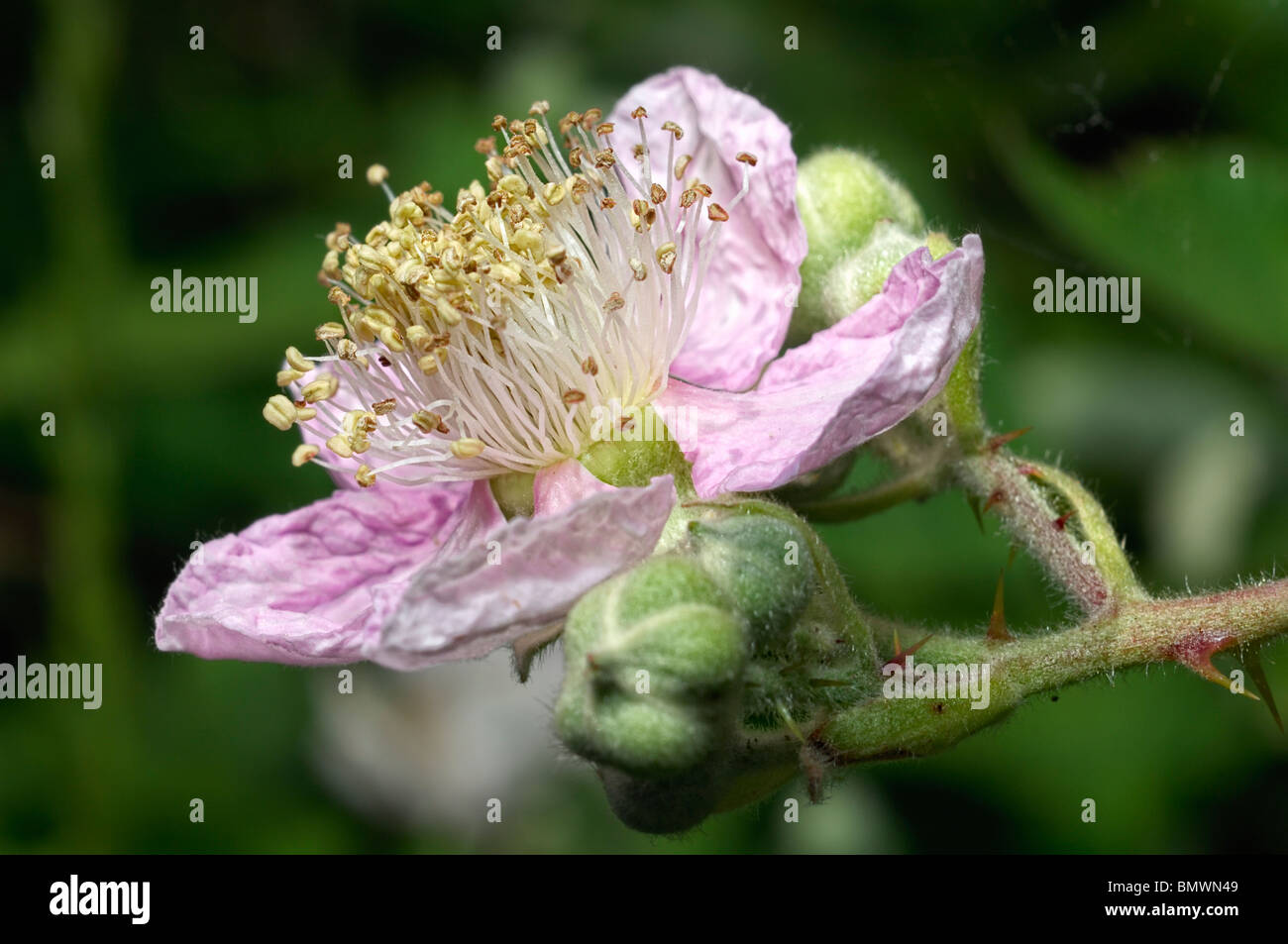 Blackberry bramble blossom hi-res stock photography and images - Alamy