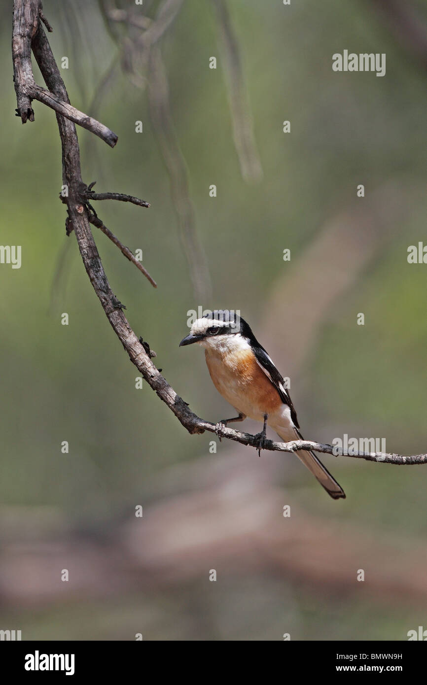 Masked Shrike (Lanius nubicus Stock Photo - Alamy