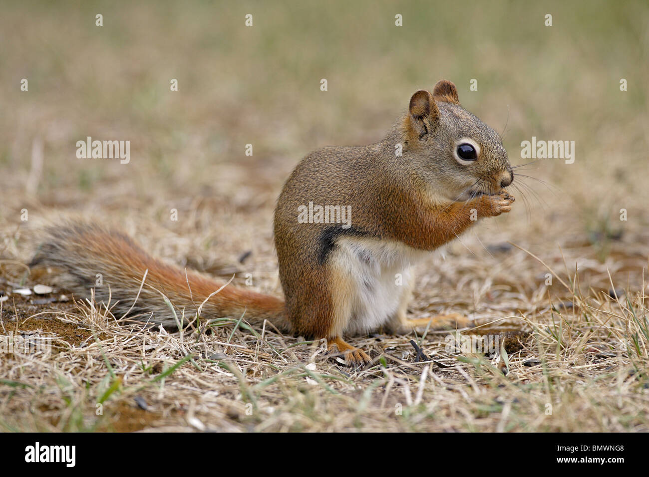 American Red Squirrel eating Stock Photo - Alamy
