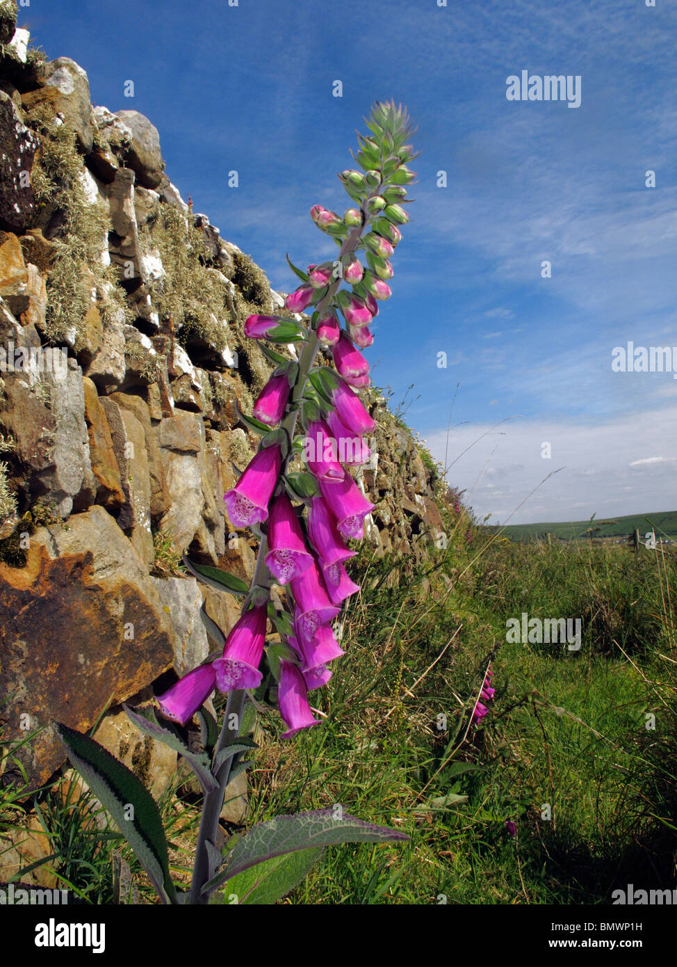 A Devon bank. A stone wall with wild, self seeded, magenta foxglove ...