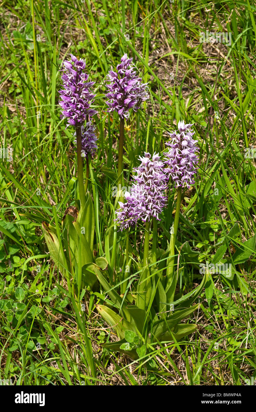 Monkey Orchid - Orchis simia, France (extremely rare in Britain Stock Photo - Alamy