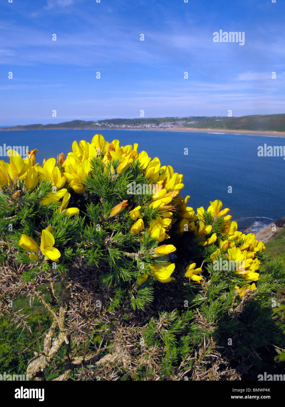 Vibrant yellow gorse on the headland of Baggy Point, Devon looking ...