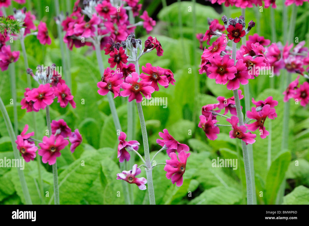 Deep red primulas hi-res stock photography and images - Alamy