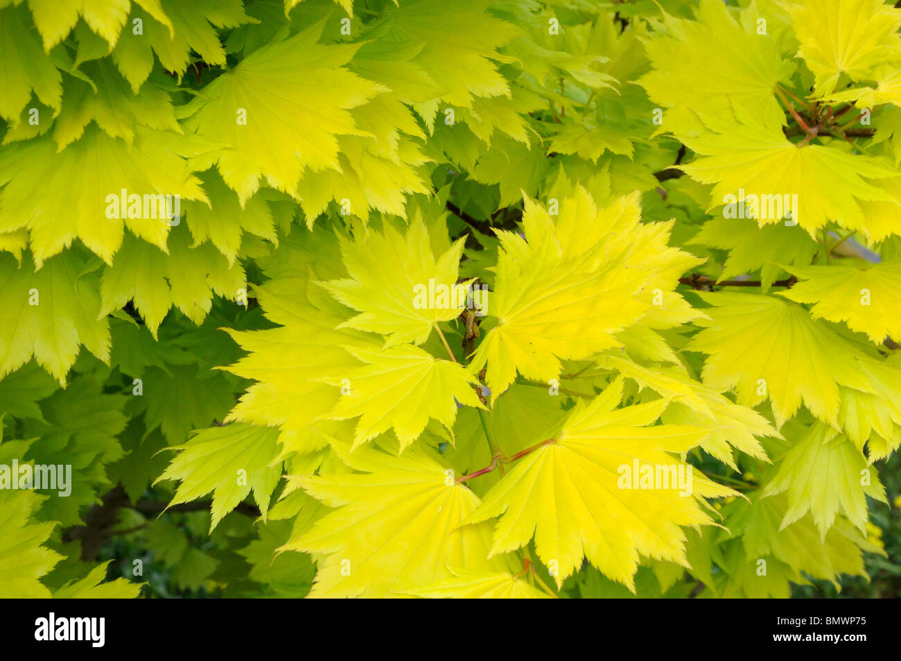 Acer aureum japonicum hi-res stock photography and images - Alamy