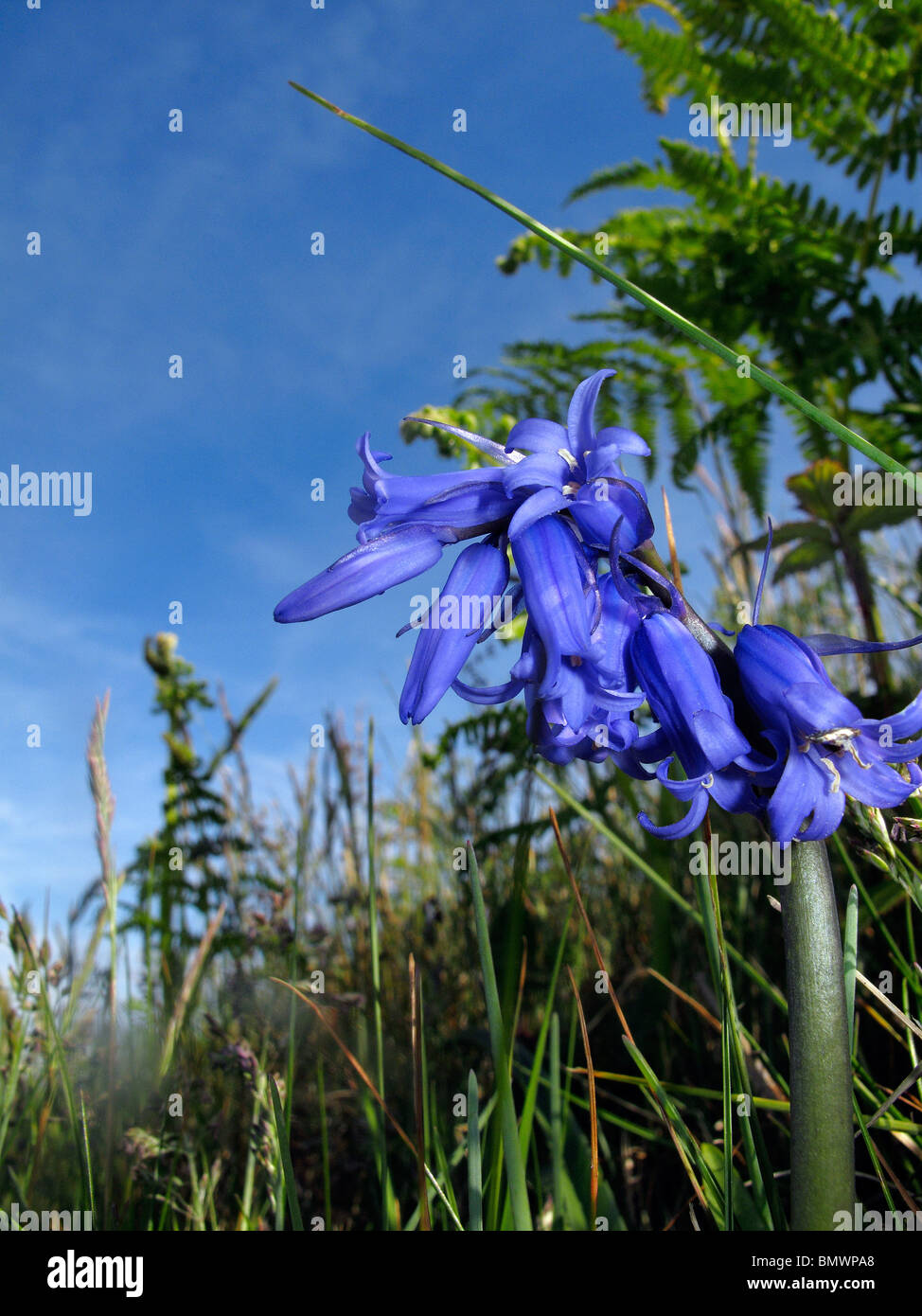 English bluebell illustration hi-res stock photography and images - Alamy