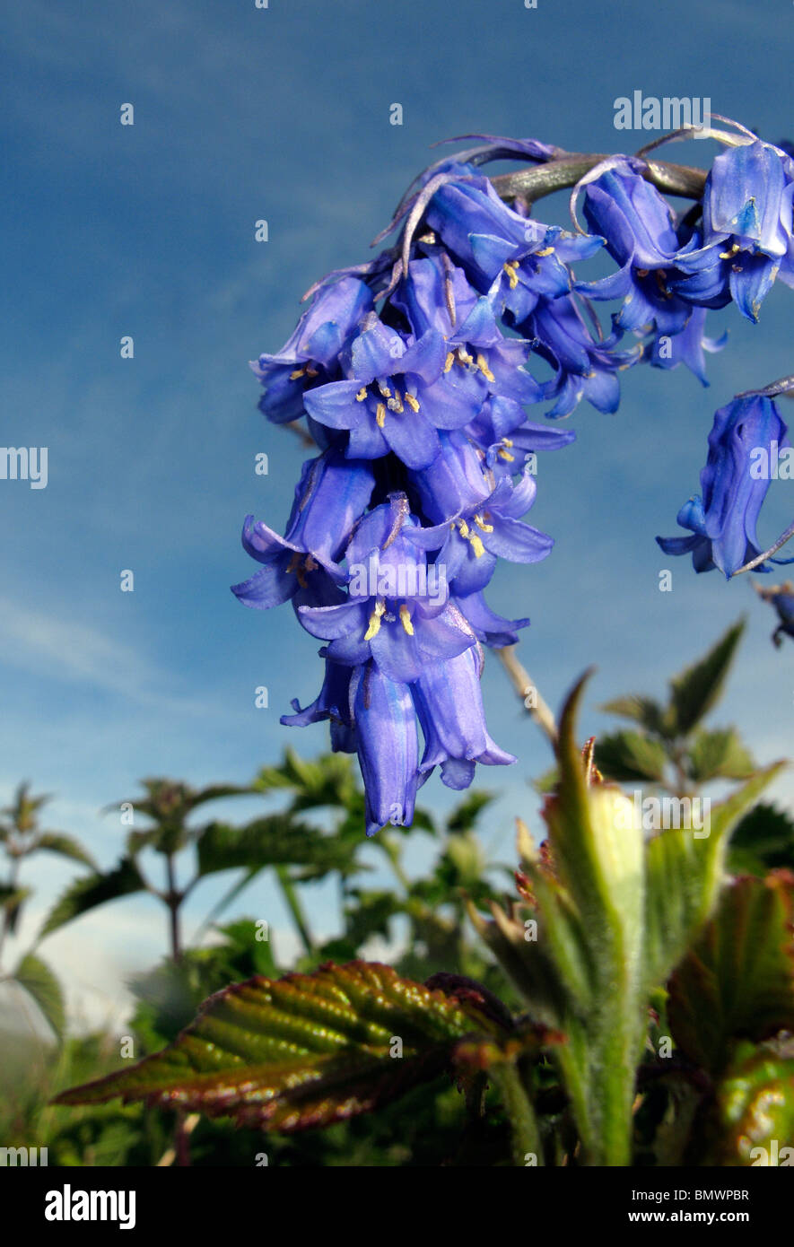 Native bluebell poisonous hi-res stock photography and images - Alamy