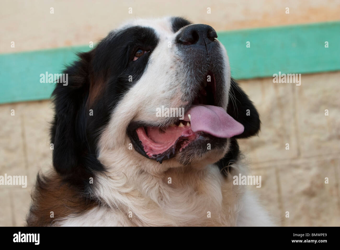 Conical tooth hi-res stock photography and images - Alamy