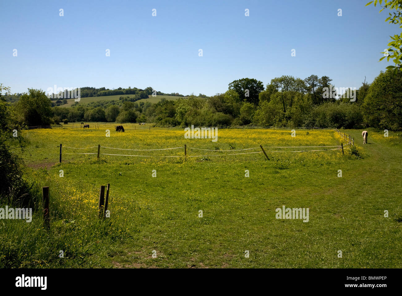Field by River Mole Leatherhead Surrey England Stock Photo - Alamy