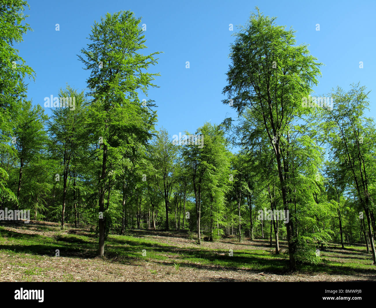 Beech wood hi-res stock photography and images - Alamy