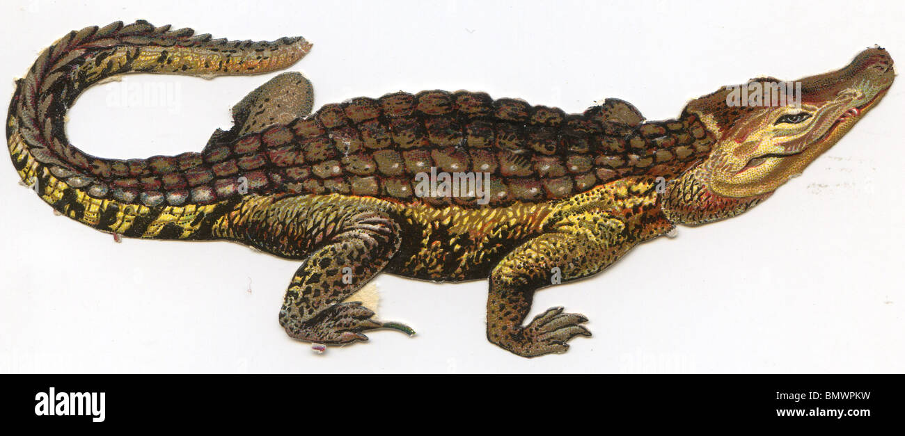 Crocodile drawing hi-res stock photography and images - Alamy