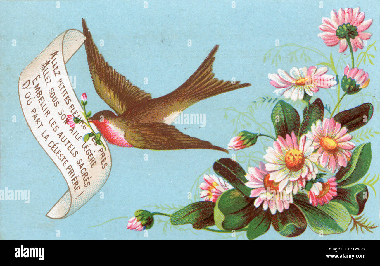 Daisies and Bird Stock Photo - Alamy