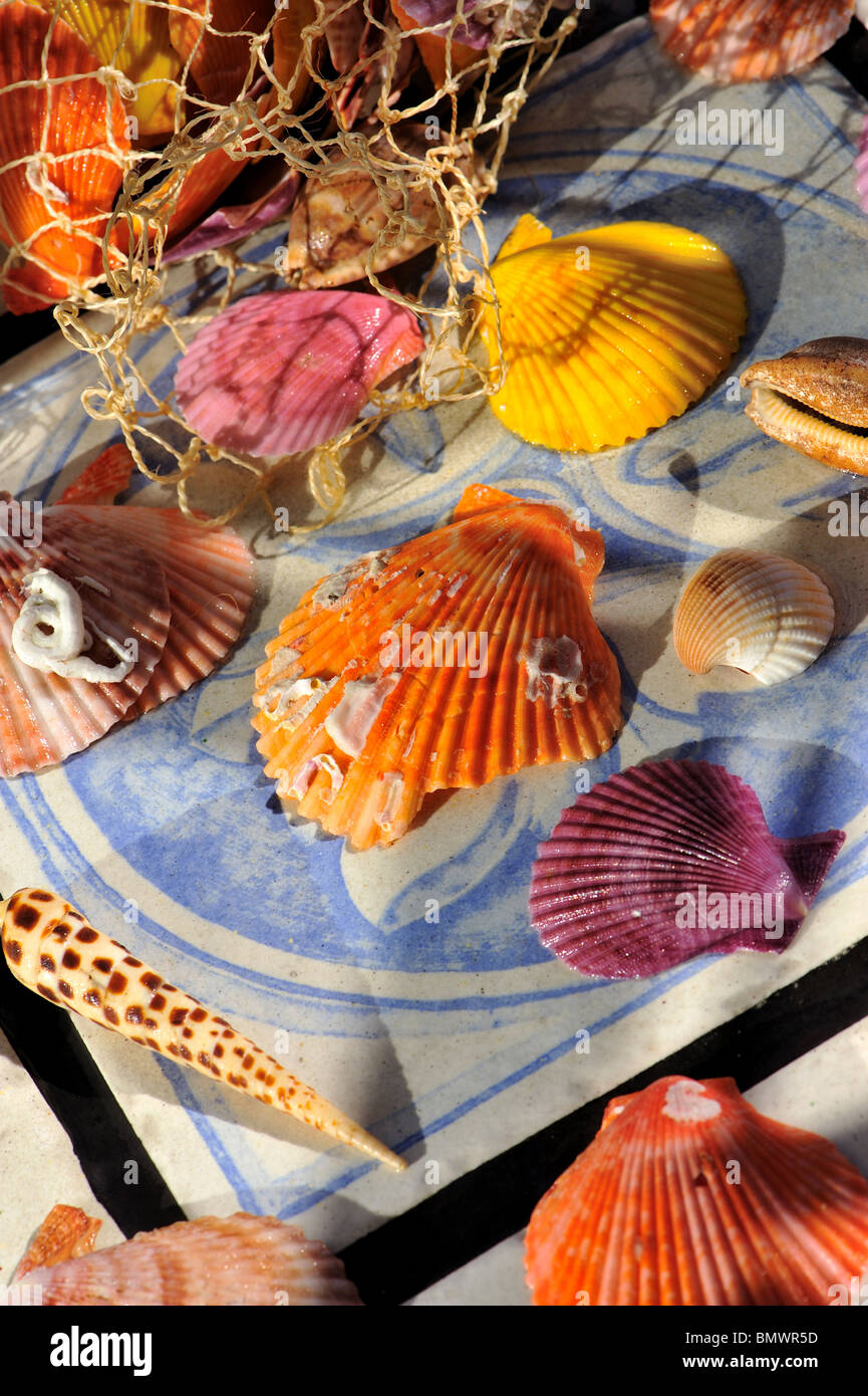 shells, natur, seasehell, stil life, marine, texture,background, stil ...