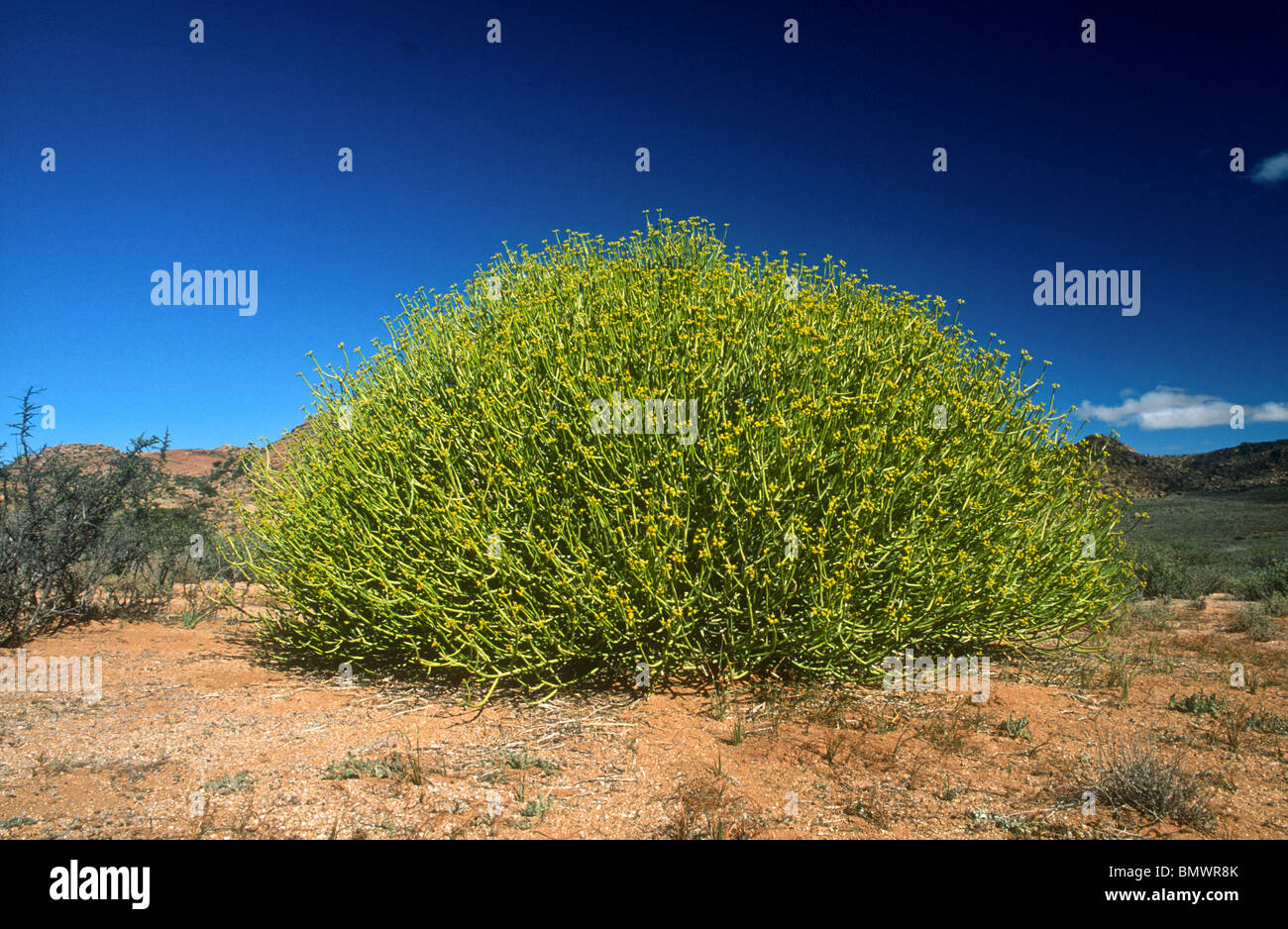 Euphorbia (Afrikaans: Diklootmelkbos), Euphorbia dregeana, Springbok ...