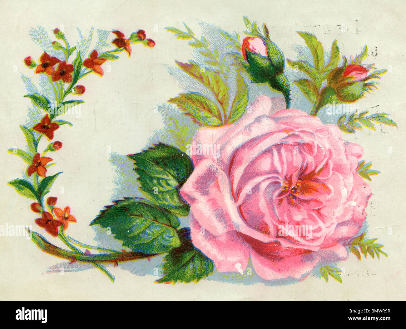 Victorian pink rose hi-res stock photography and images - Alamy