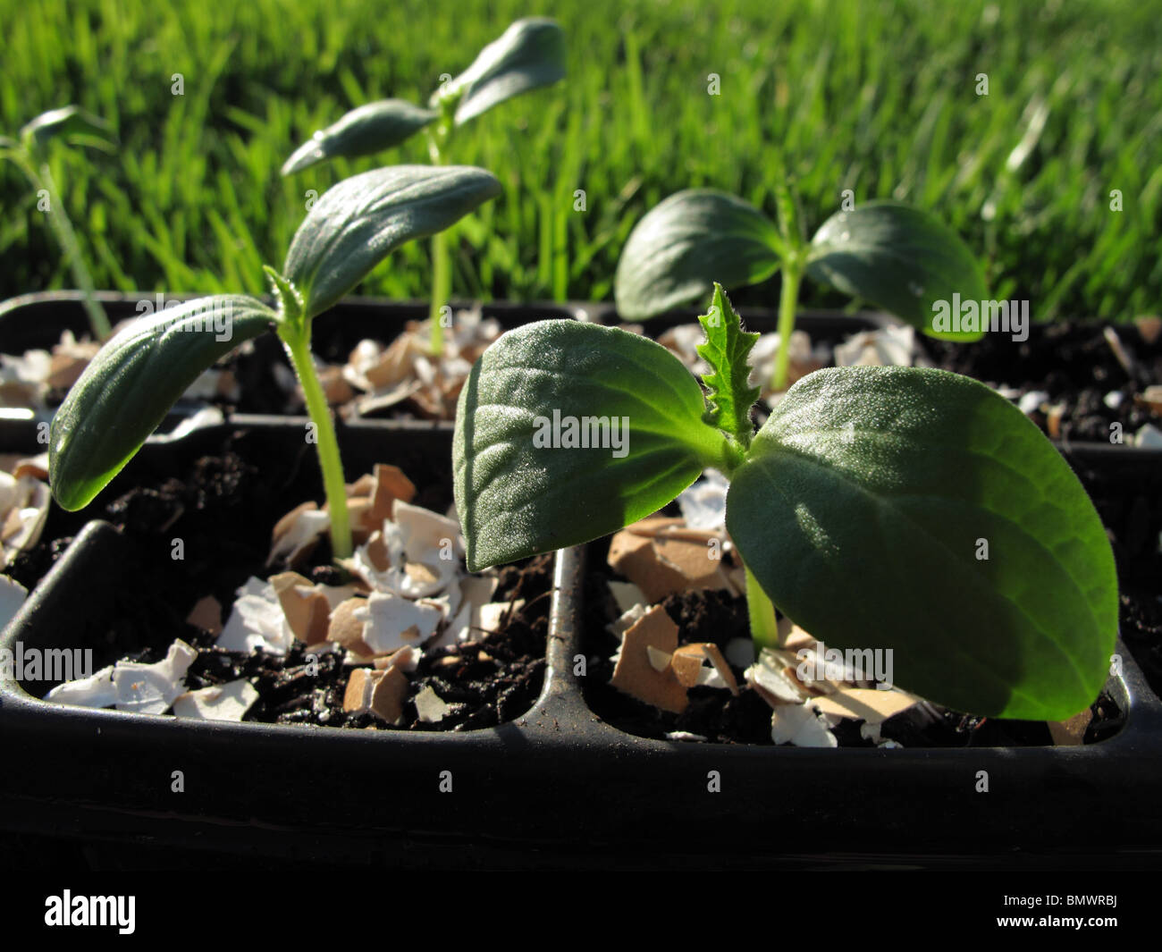 Cucumber seedlings with slug deterrent (egg shells Stock Photo - Alamy