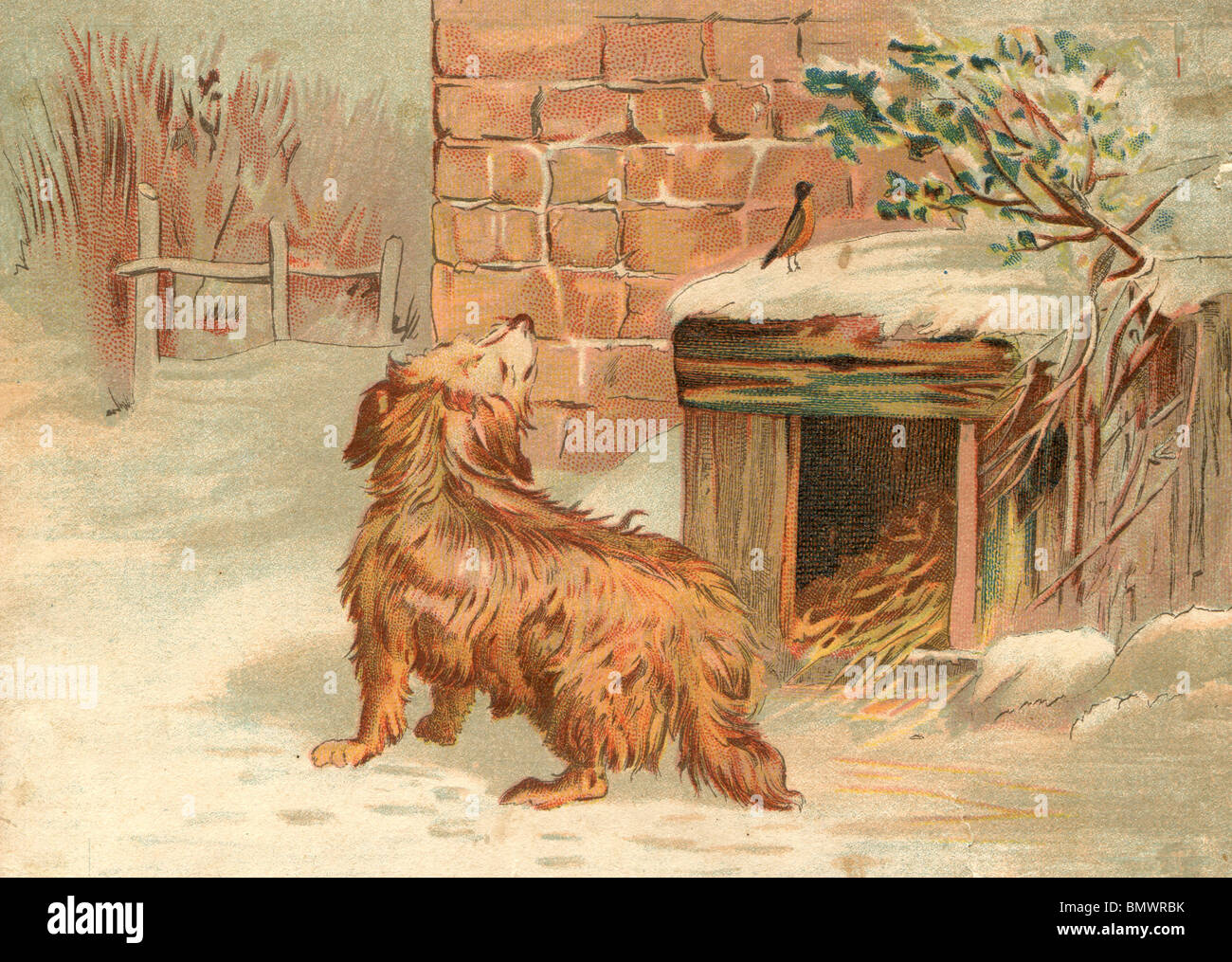 Dog Watching a Robin in the Garden Stock Photo - Alamy