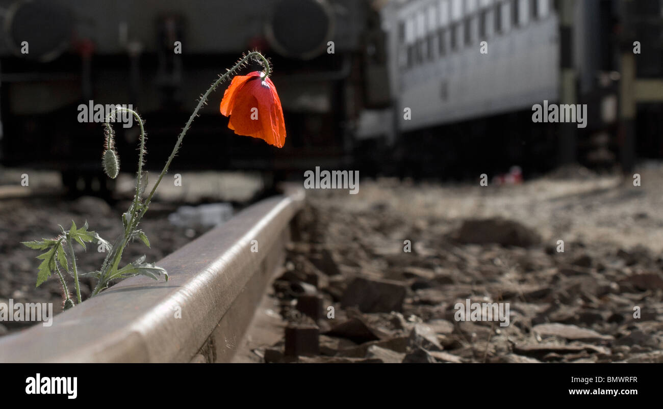Poppy growing on a railway with two trains in the background Stock ...