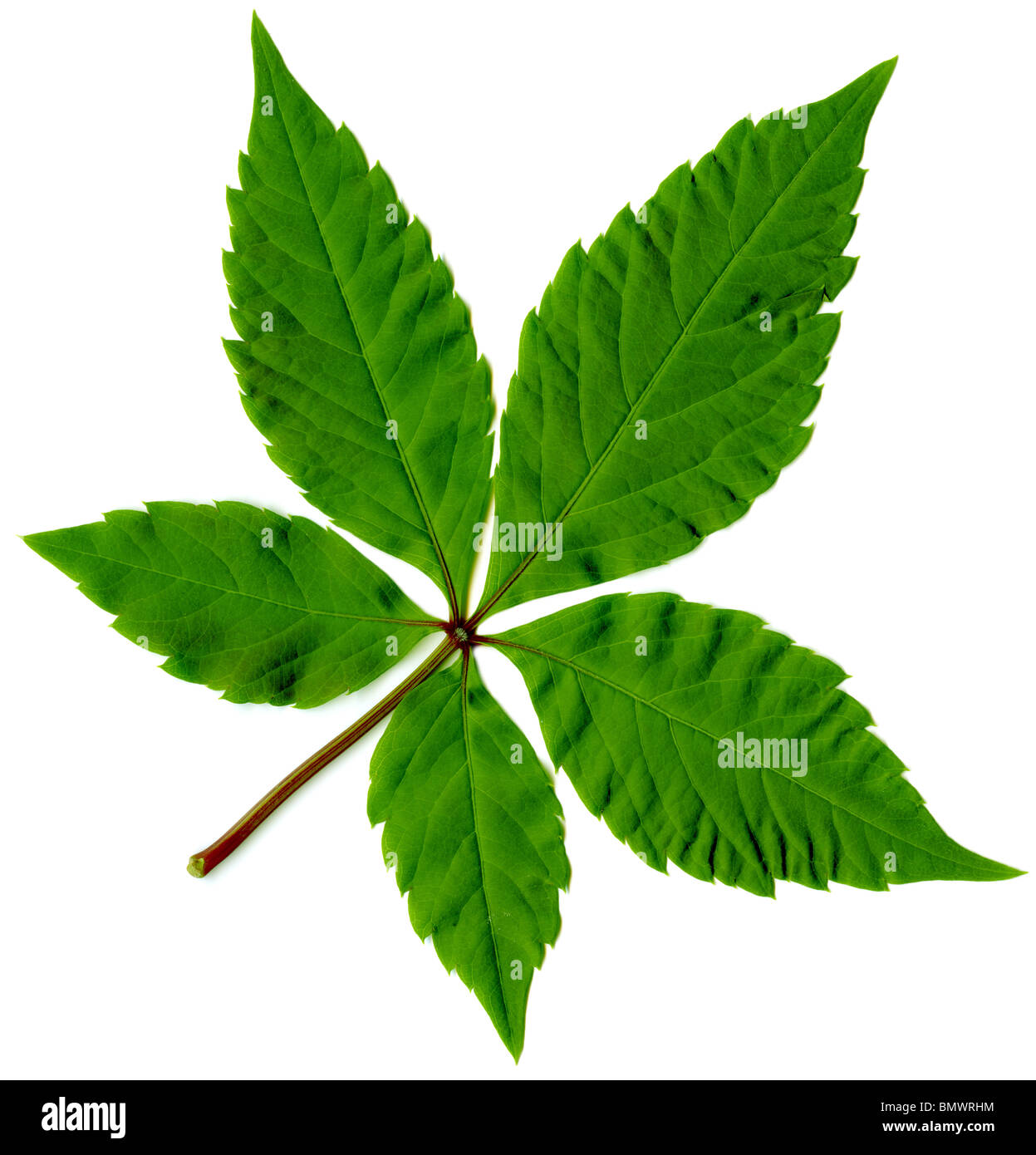leaf of tree isolated Stock Photo - Alamy leaf of tree isolated Stock Photo - Alamy