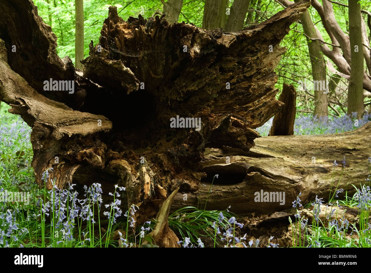 Wildflowers with dead log hi-res stock photography and images - Alamy