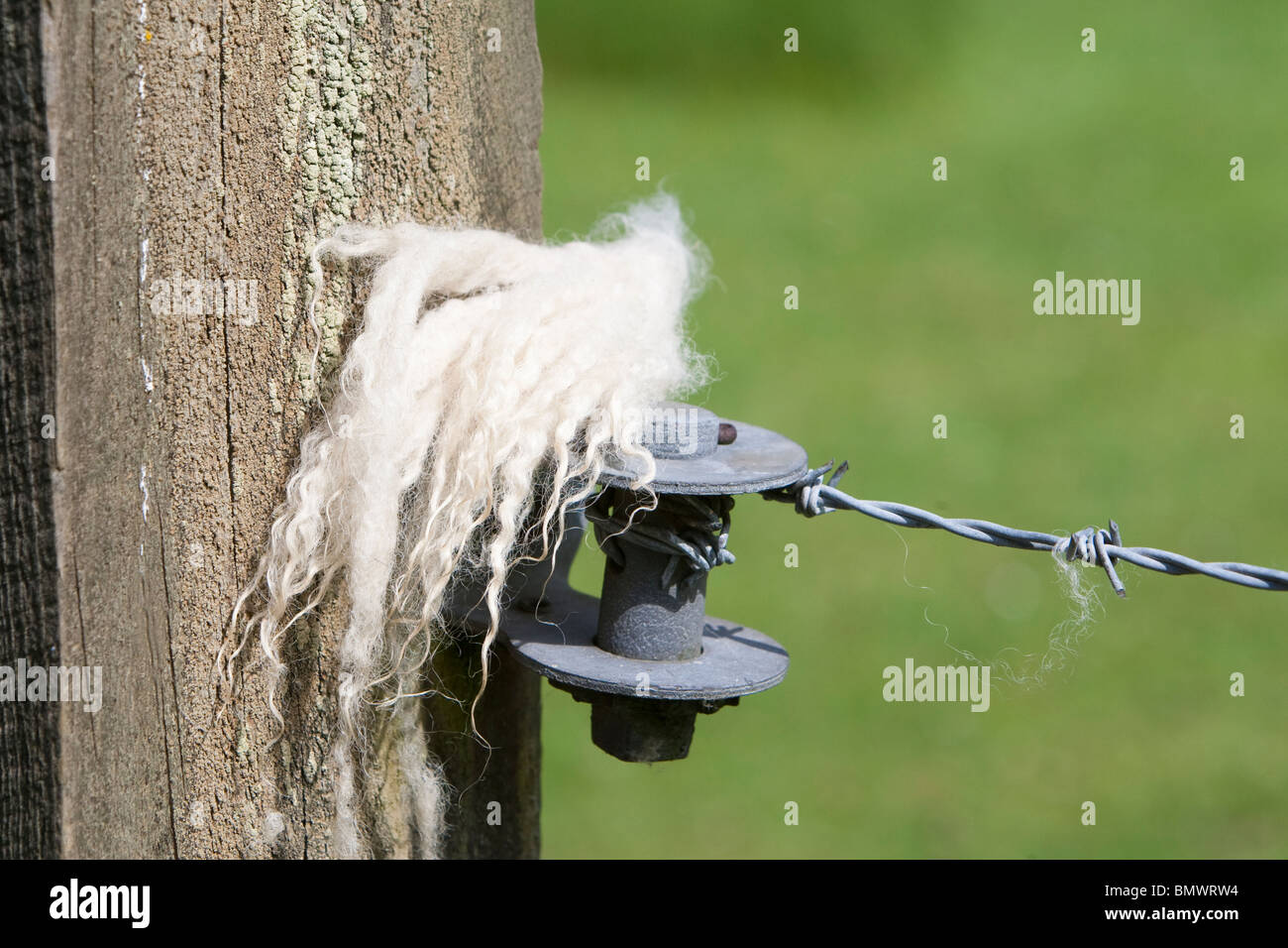 Sheeps wool on wire fence hi-res stock photography and images - Alamy