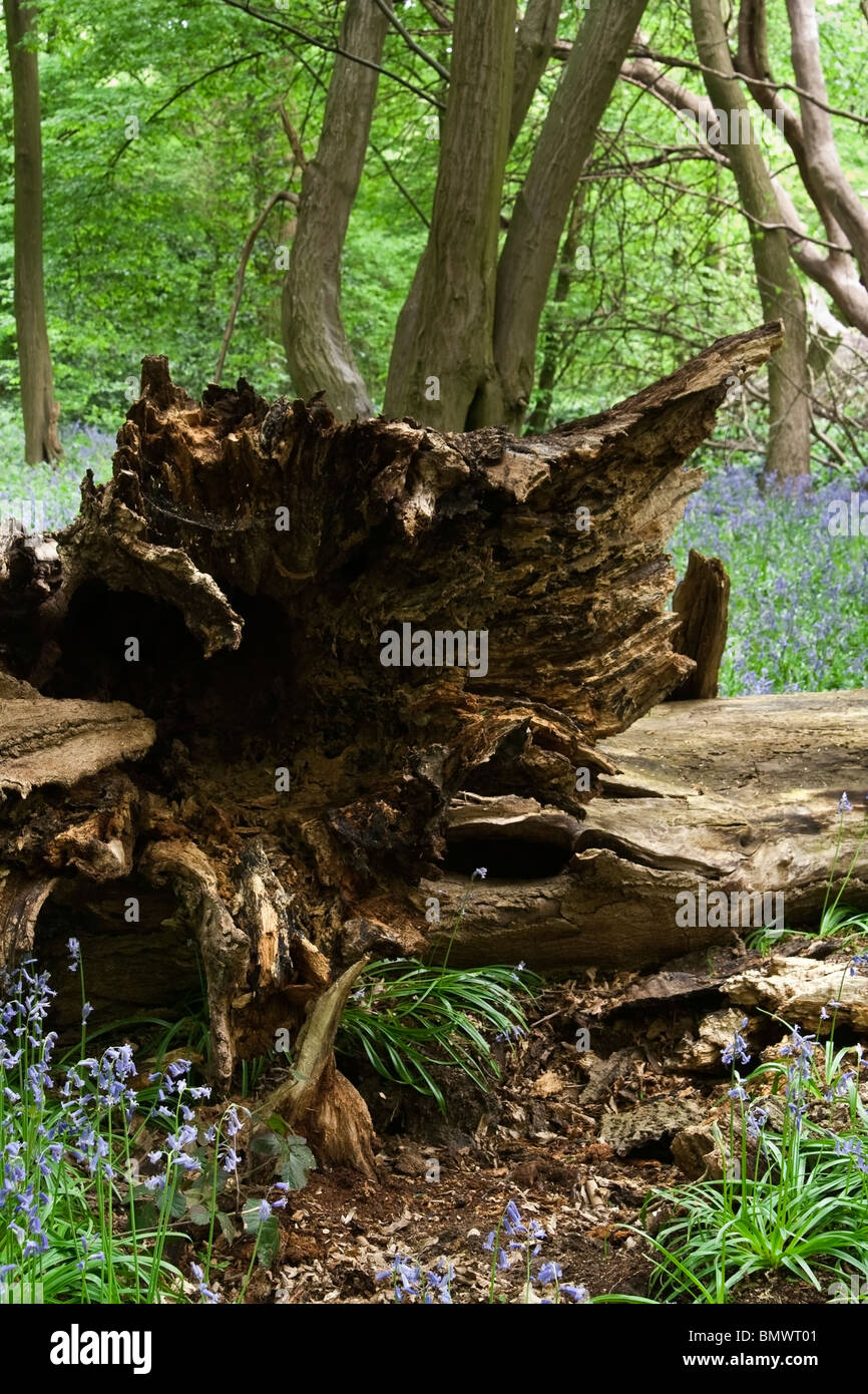 Dead wood and wildflowers hi-res stock photography and images - Alamy
