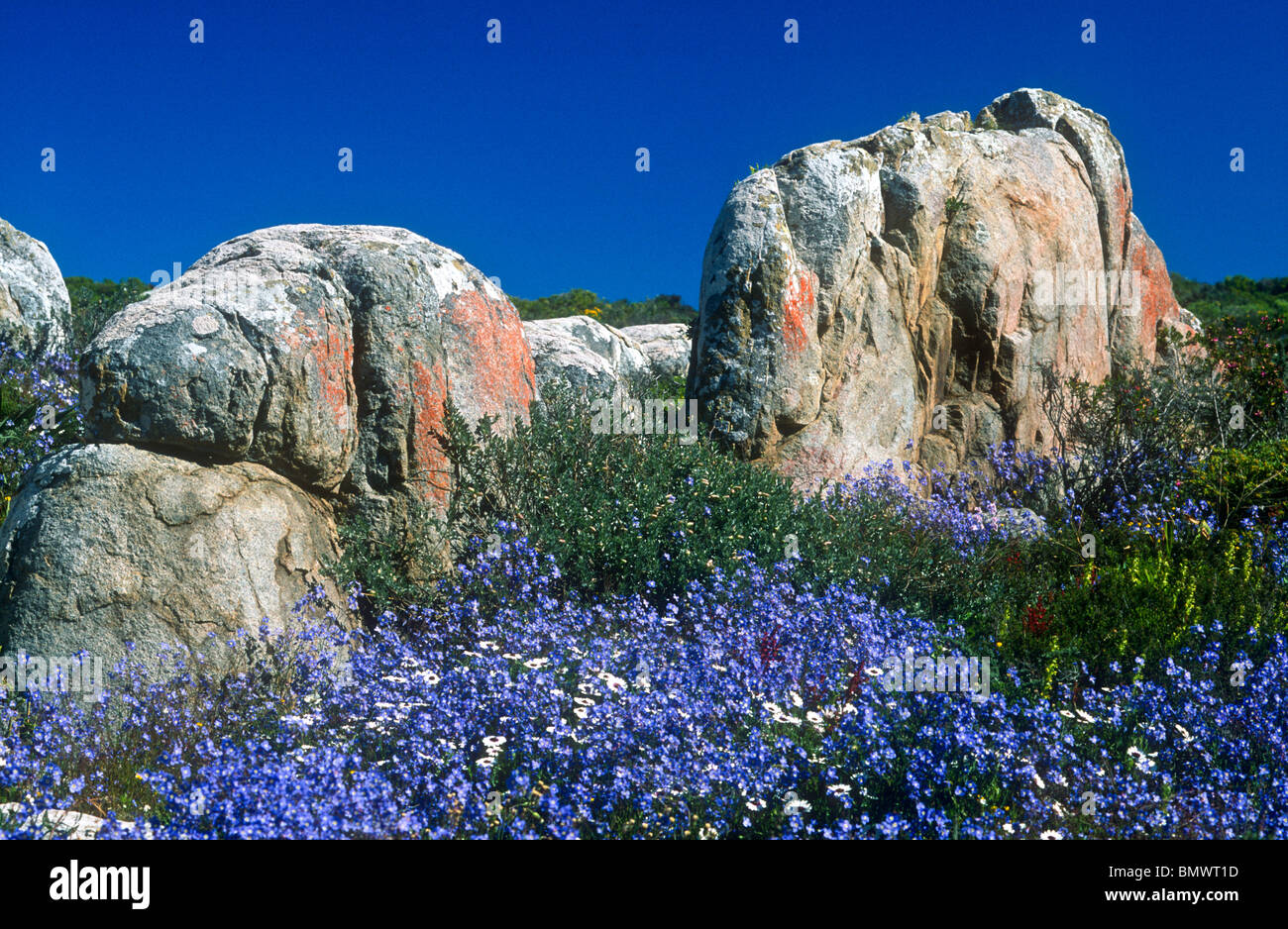 Postberg flowers hi-res stock photography and images - Alamy