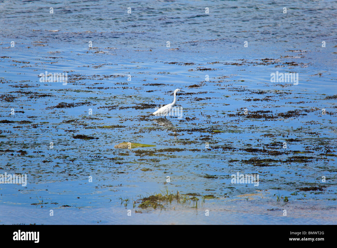 Egret in the shallow waters between Portchester and Fareham in ...