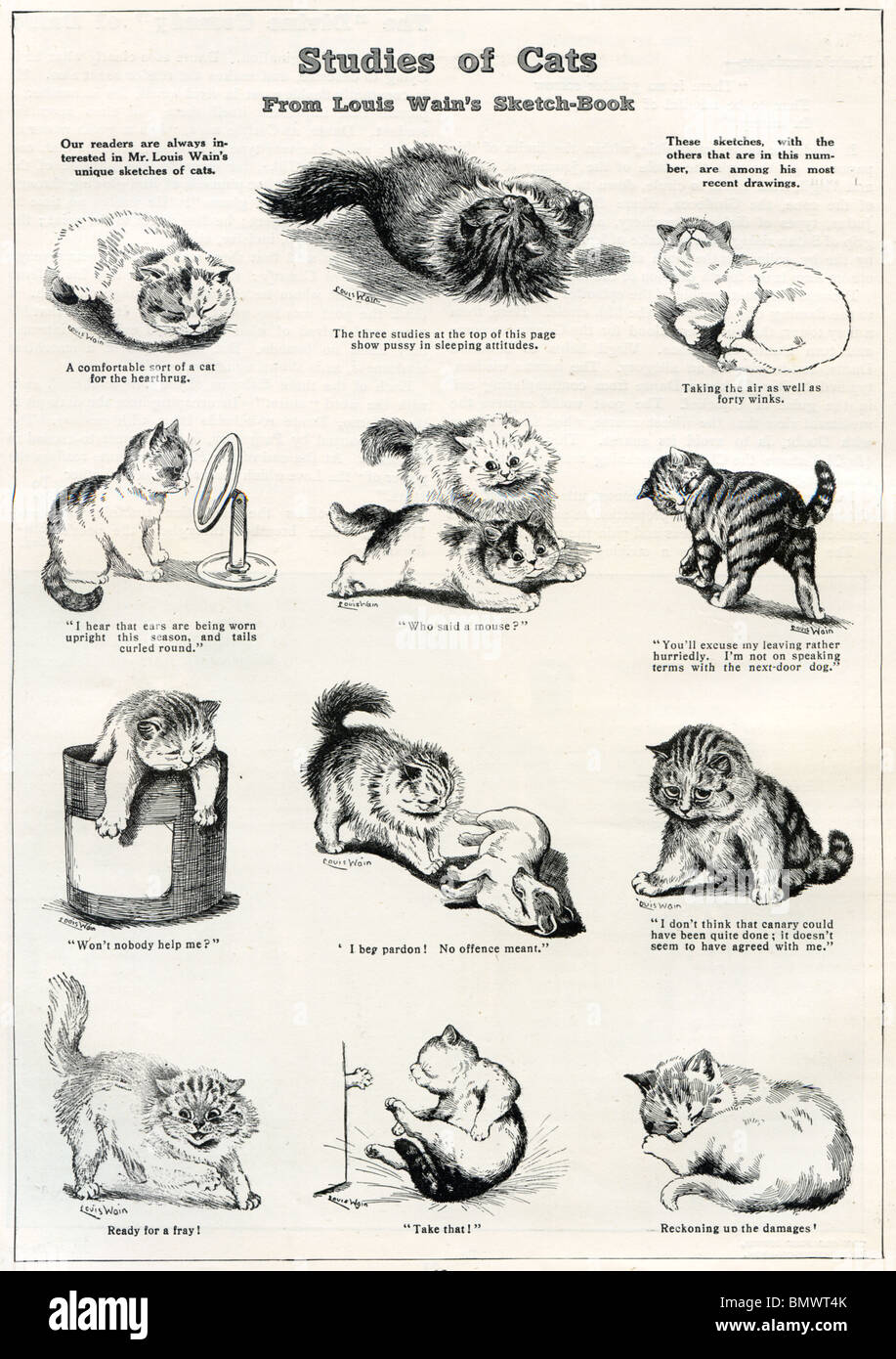 A Study of Cats Stock Photo - Alamy