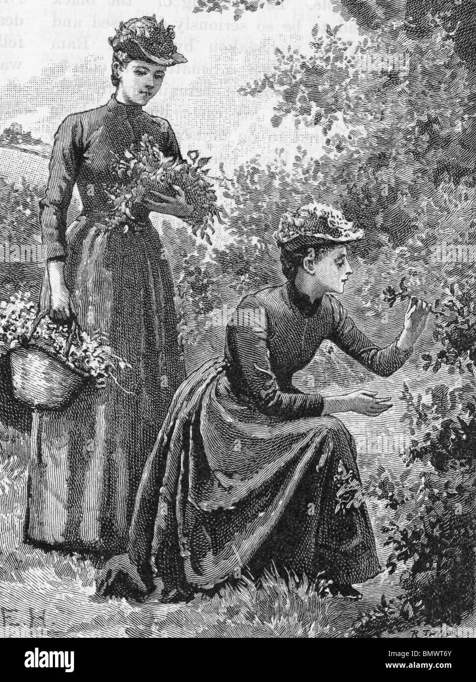 Rambling in the Woods Stock Photo - Alamy