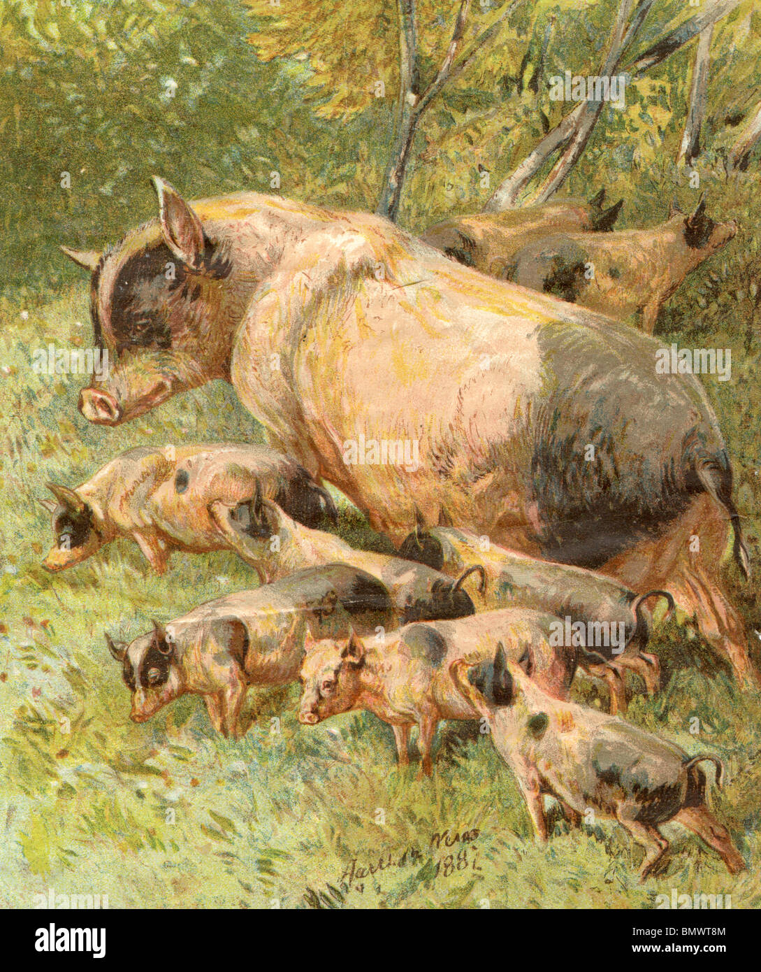 Pig and Piglets Stock Photo - Alamy