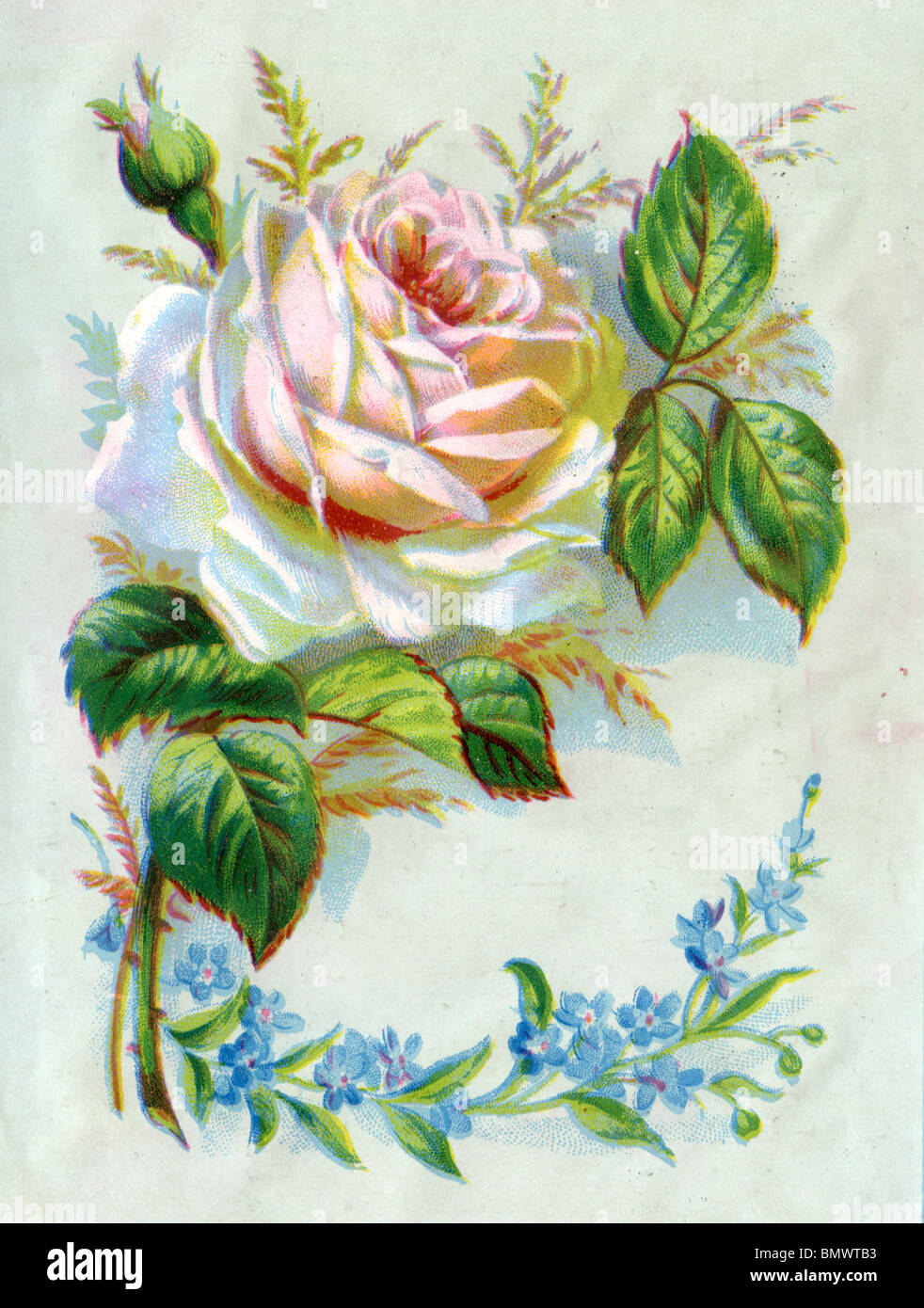 Pink Rose and Forget-Me-Nots Stock Photo - Alamy