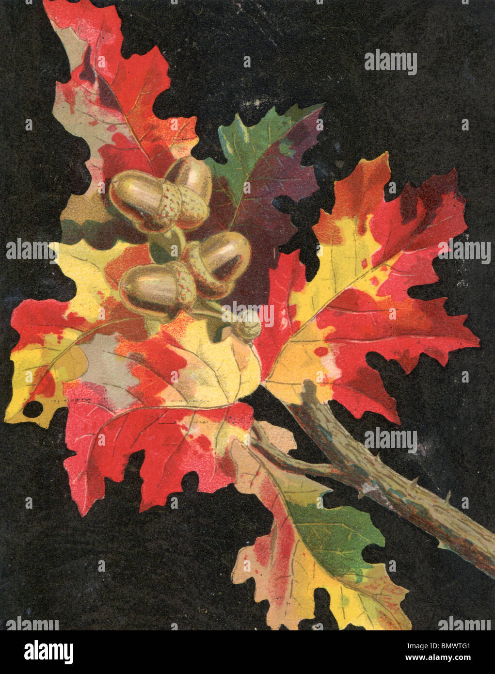 Acorns acorns acorns acorns acorns hi-res stock photography and images ...