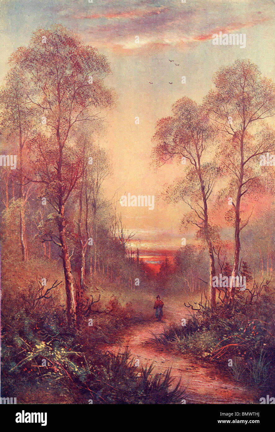 Sunset in the Woods Stock Photo - Alamy