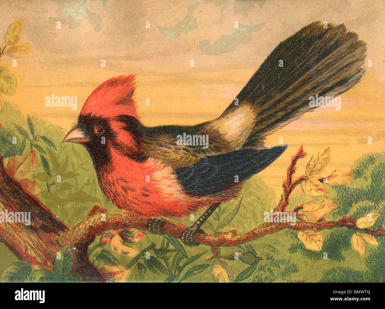 Cardinal drawing hi-res stock photography and images - Alamy