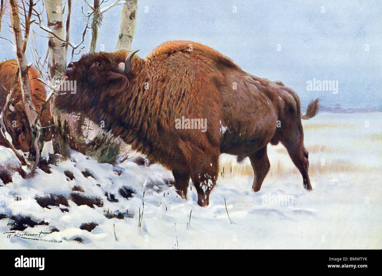 European Bison Stock Photo - Alamy
