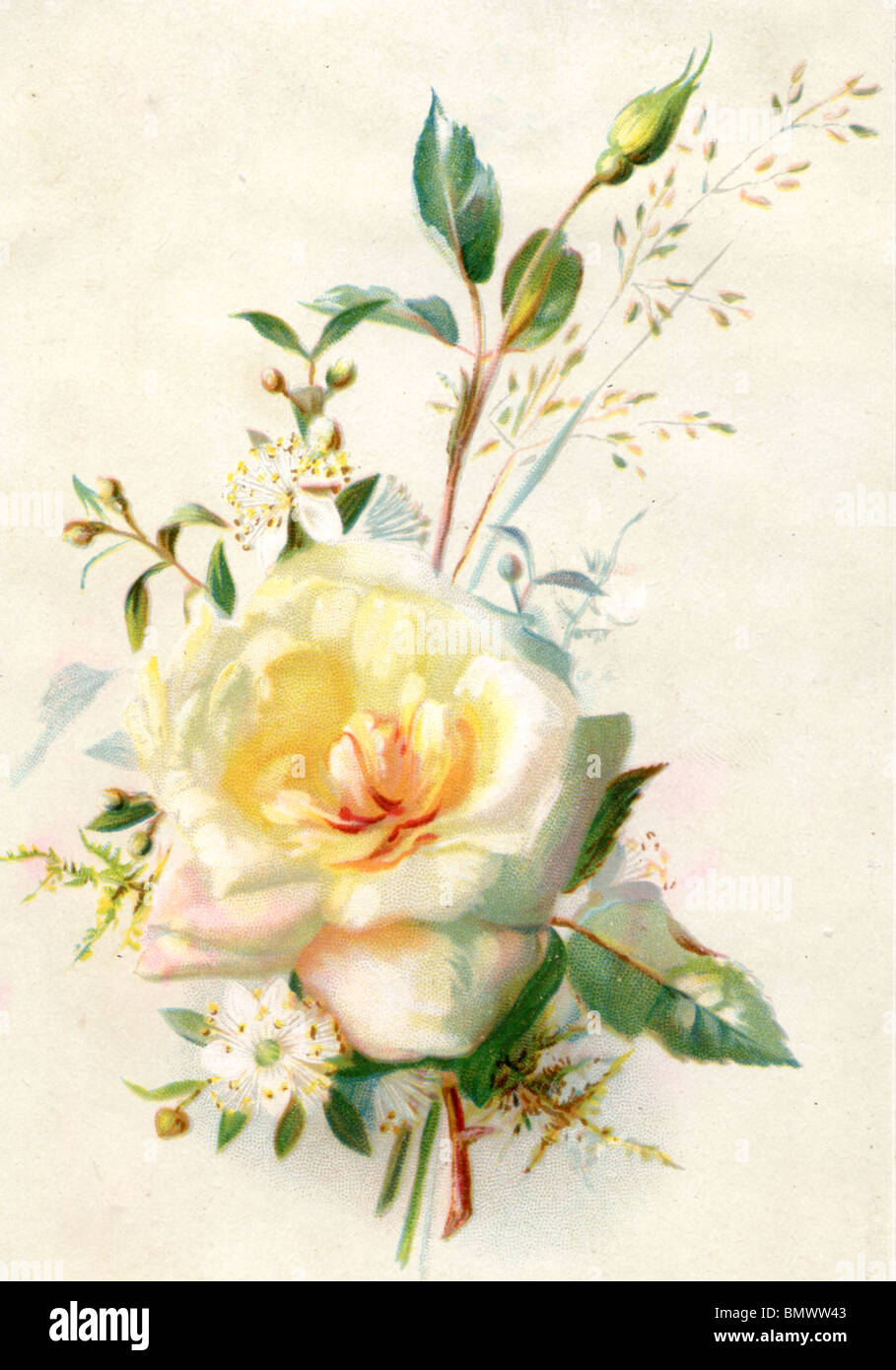 Old fashioned yellow rose hi-res stock photography and images - Alamy