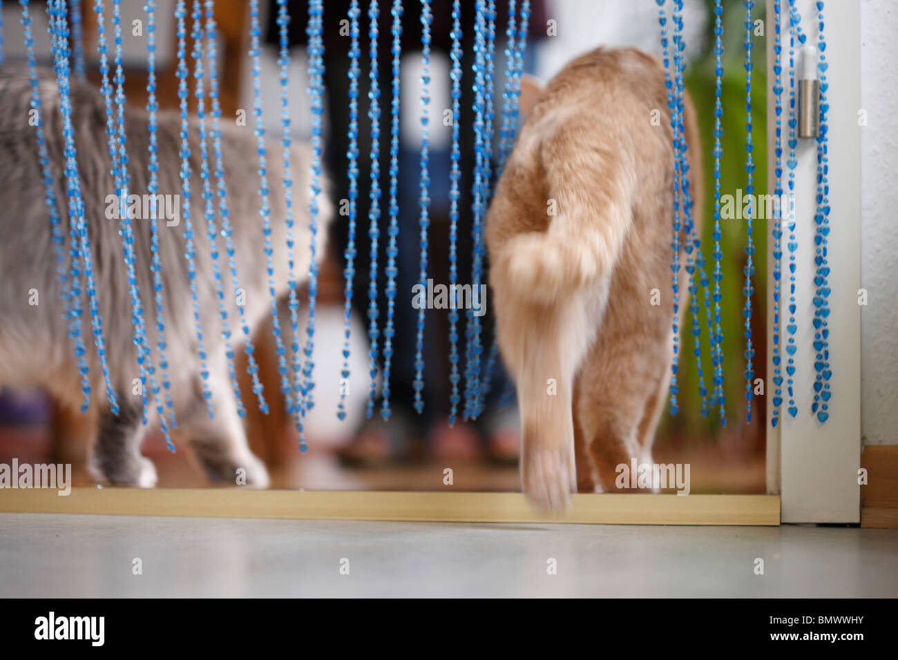 Cat through cat door hi-res stock photography and images - Alamy