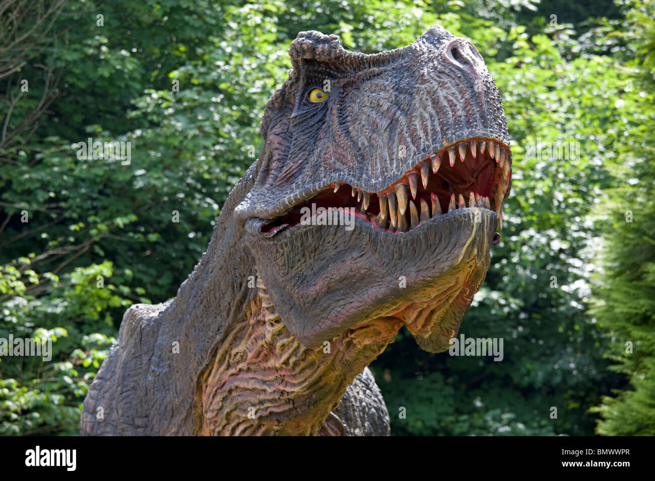 Close up head of Tyrannosaurus rex an extinct carnivorous therpod ...