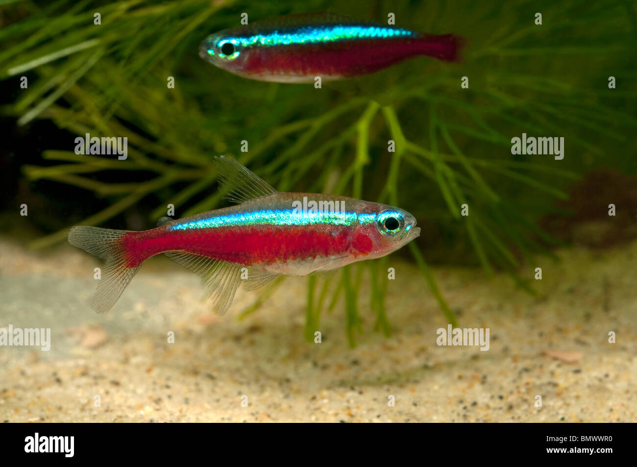 Neon Tetra, Cardinal Tetra (Paracheirodon axelrodi). Two individuals in ...
