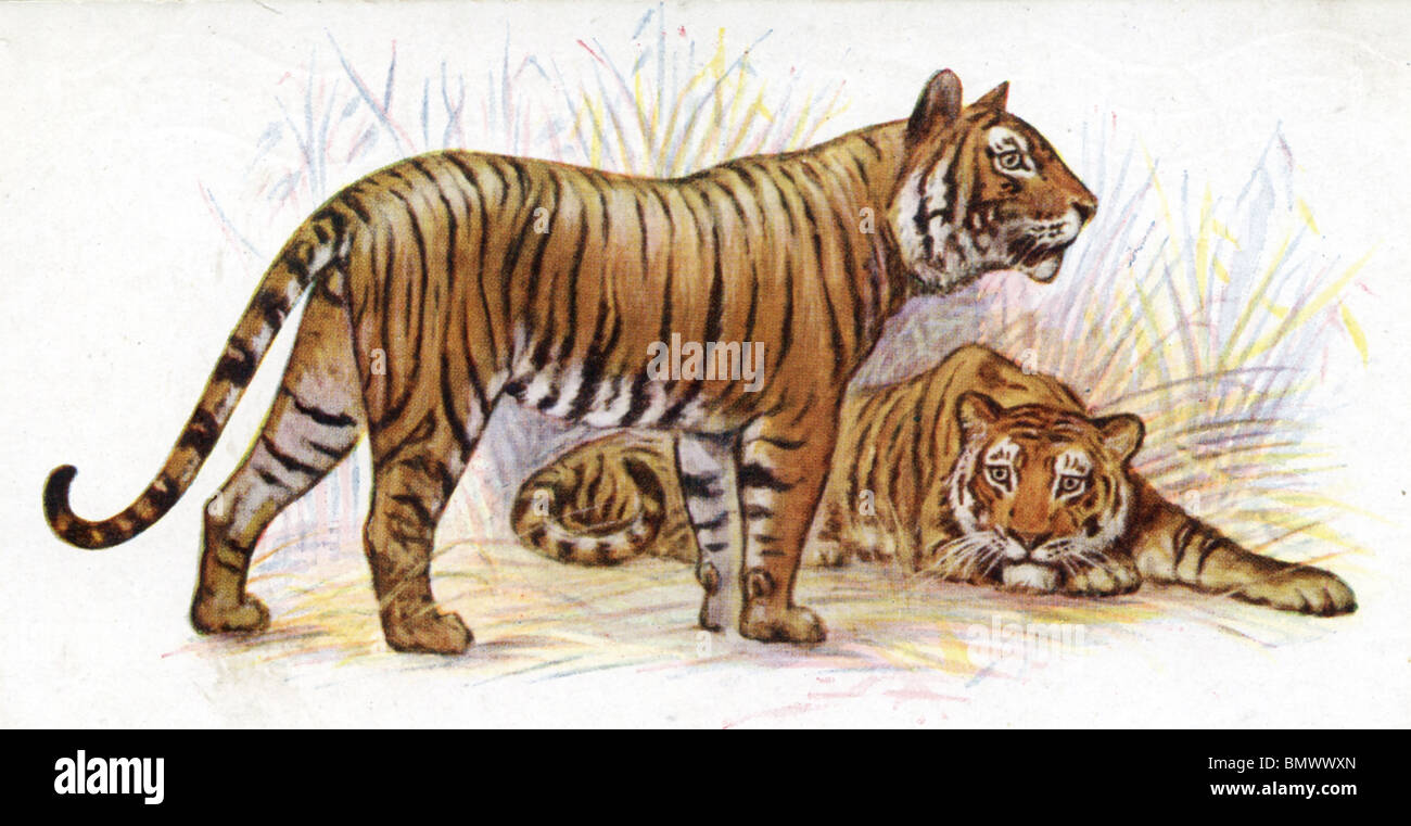 19th century illustration tiger hi-res stock photography and images - Alamy