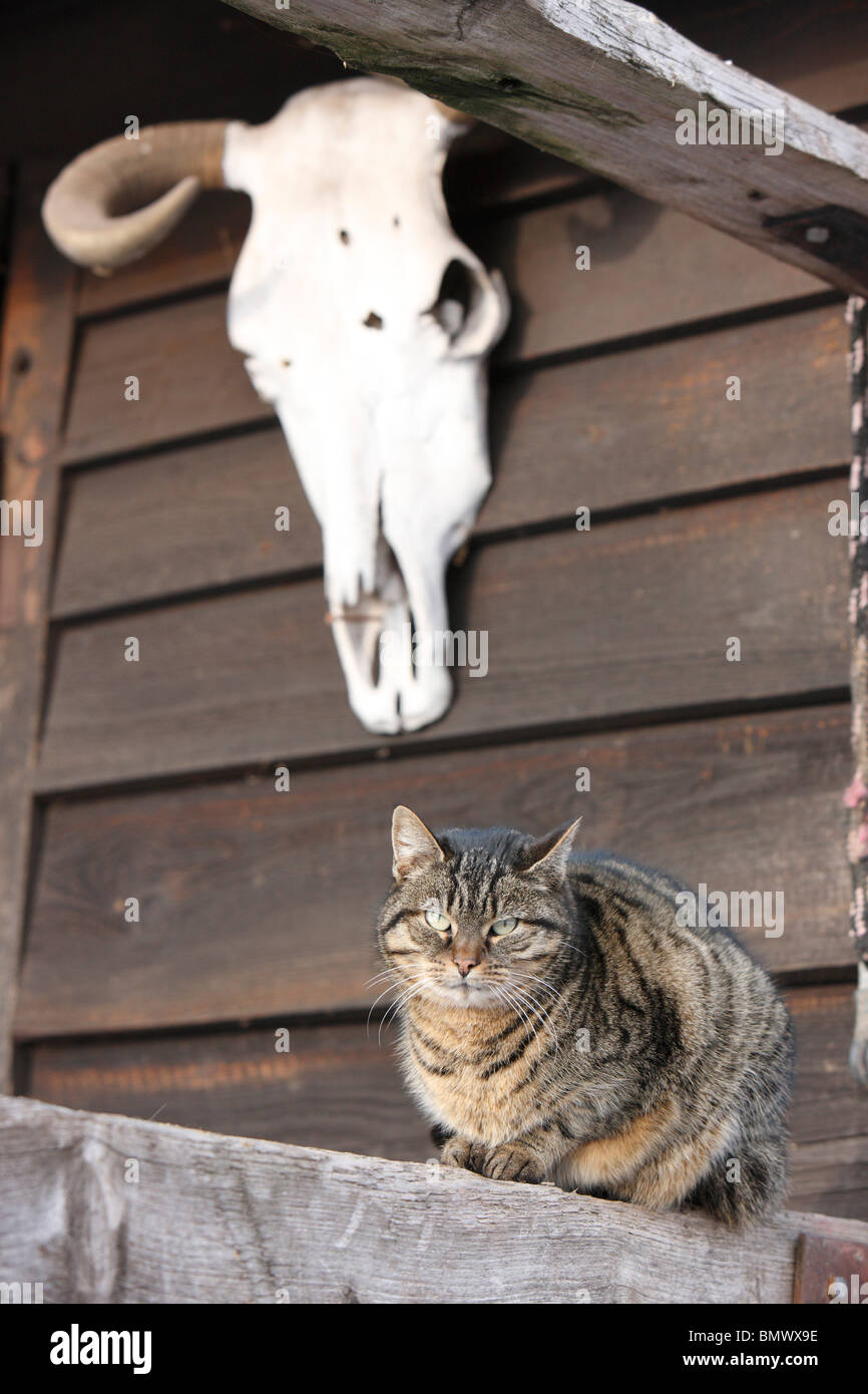 domestic cat, house cat (Felis silvestris f. catus), sitting on a ...