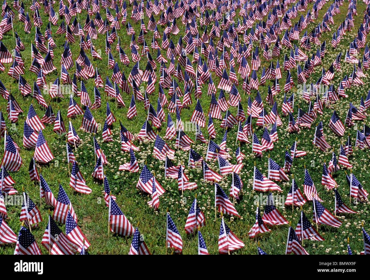 American flags. Hundreds of miniature American flags planted in the ...